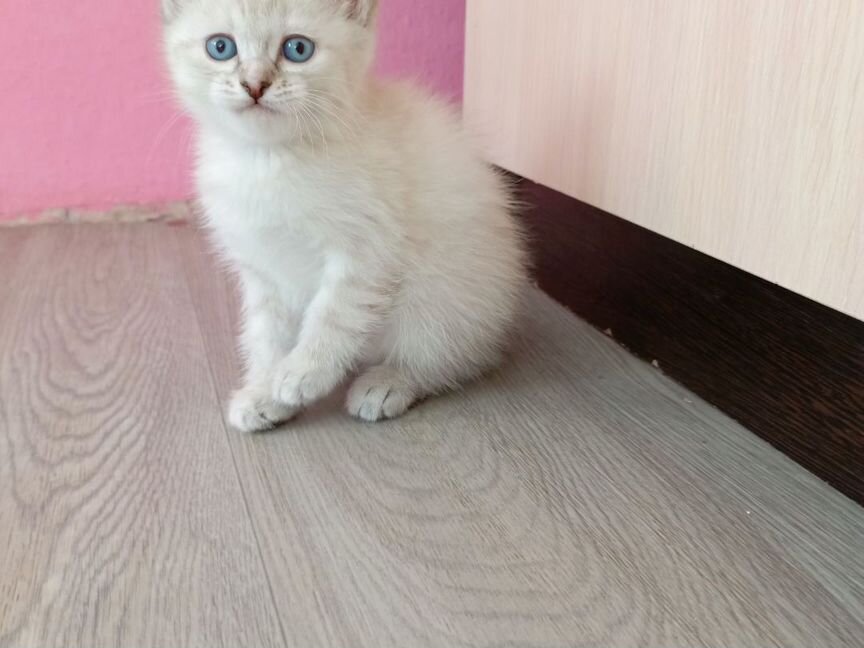 Смесь сиамской и сибирского кота)