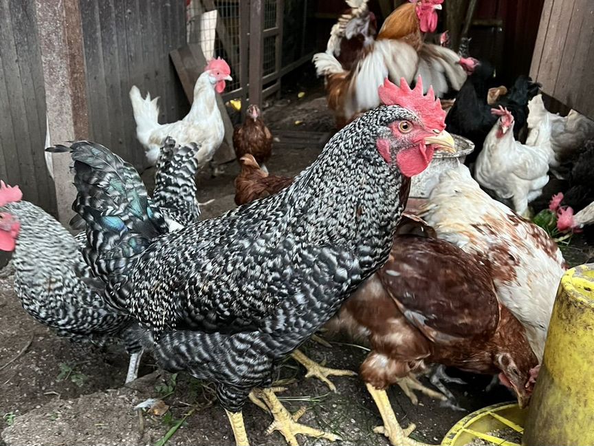 Молодые петухи