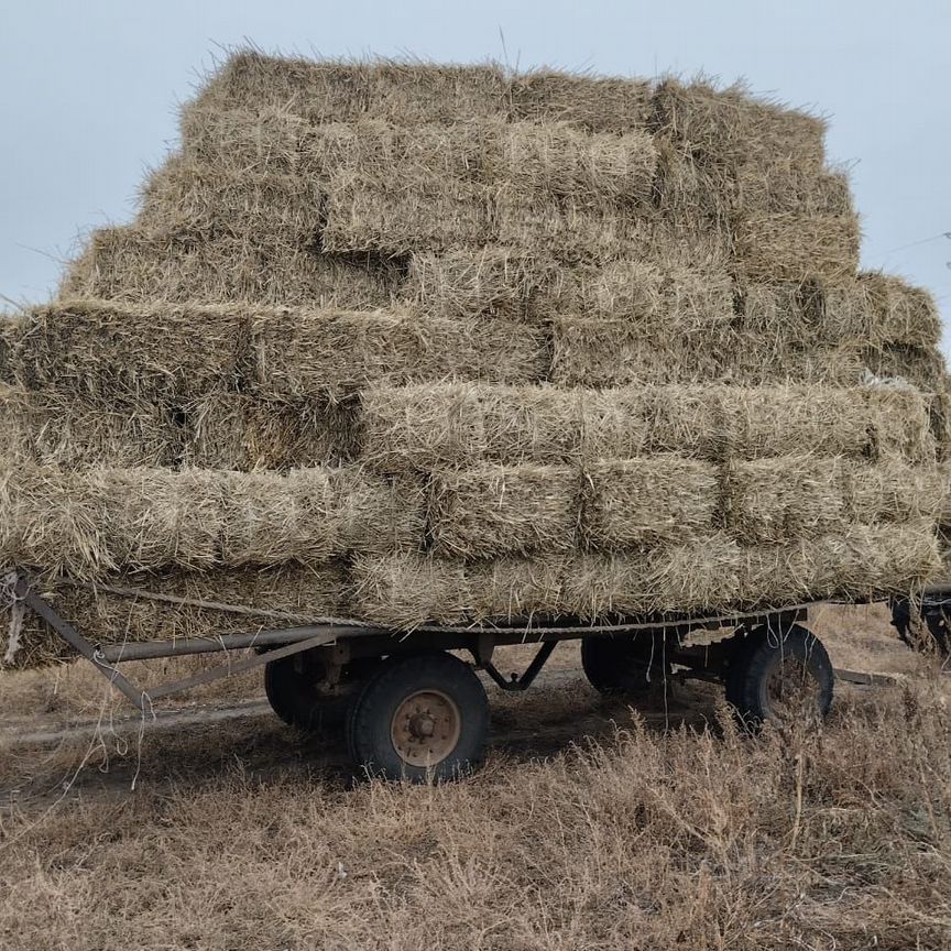 Солома пшеничная