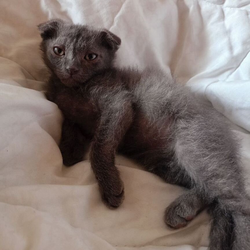 Котенок девочка в добрые руки