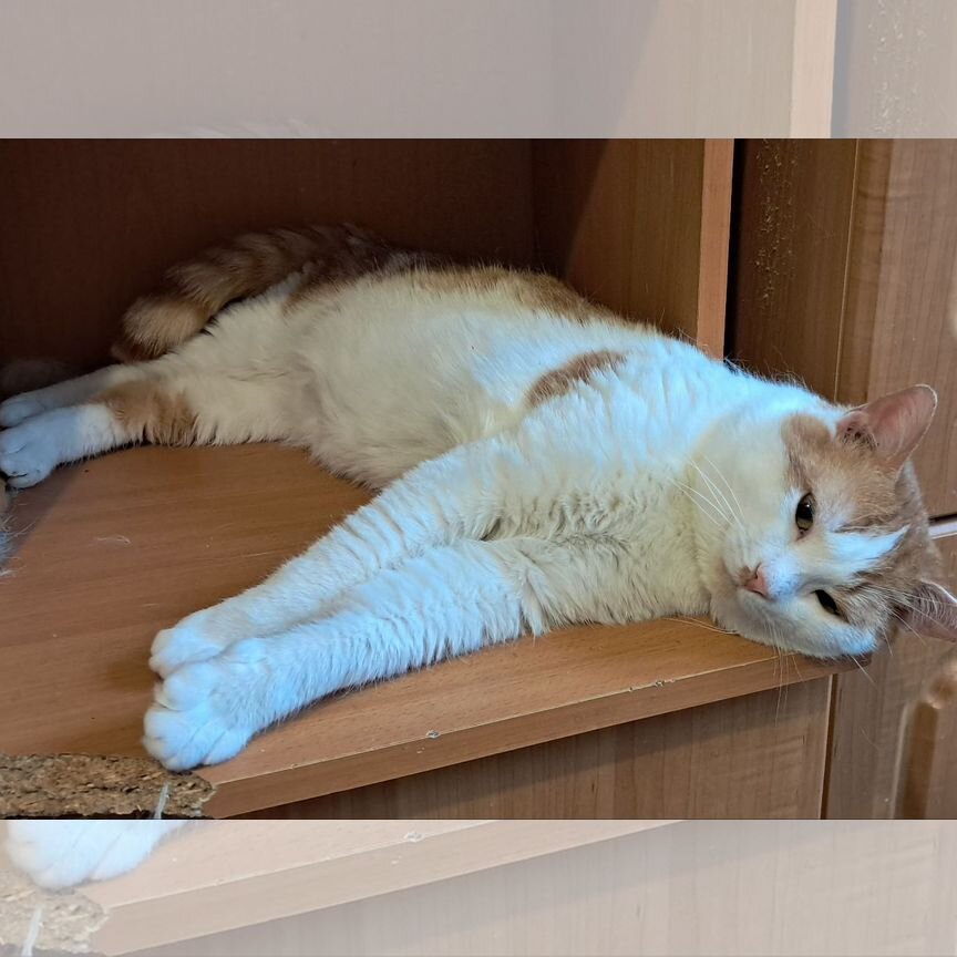 Кот
