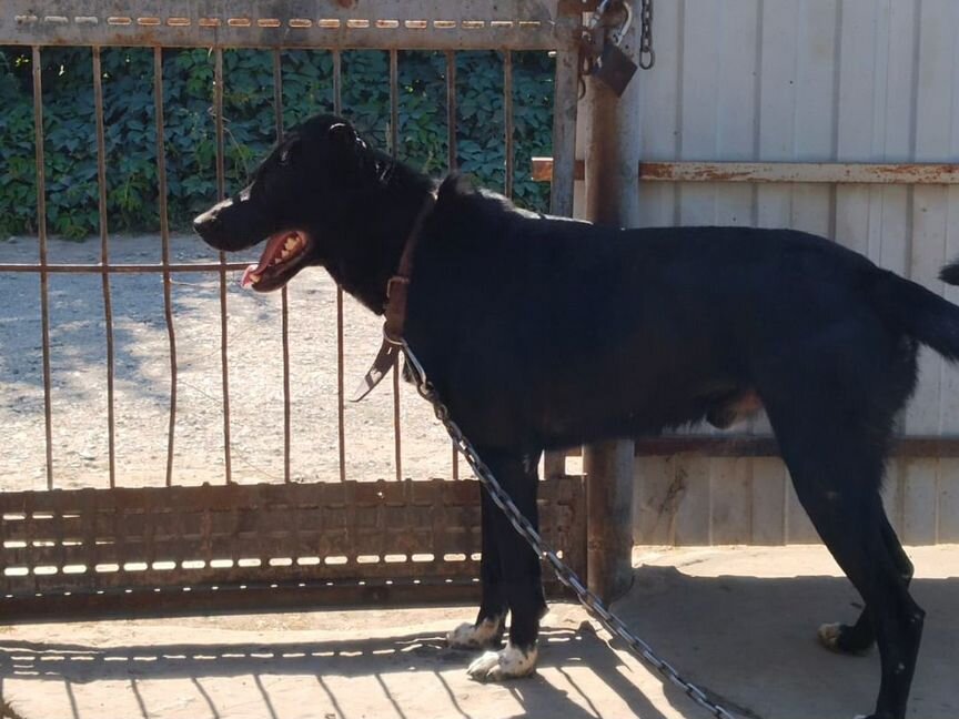 Cобака в добрые руки