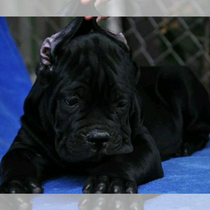 Кане-корсо, щенок