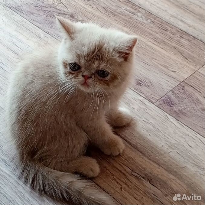 Котенок экзот