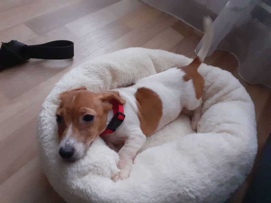 Щенок джек рассел в добрые руки 5месяцев