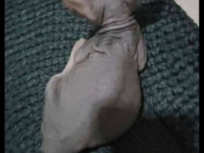 Кошки донской сфинкс и котик