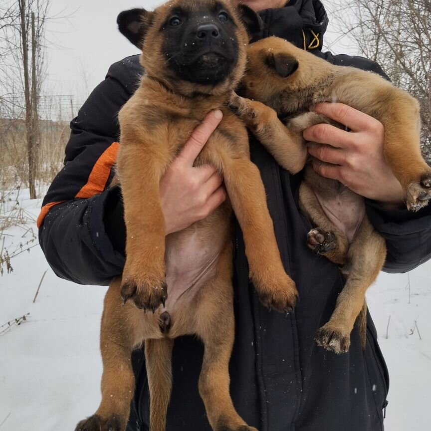 Продажа щенков Малинуа