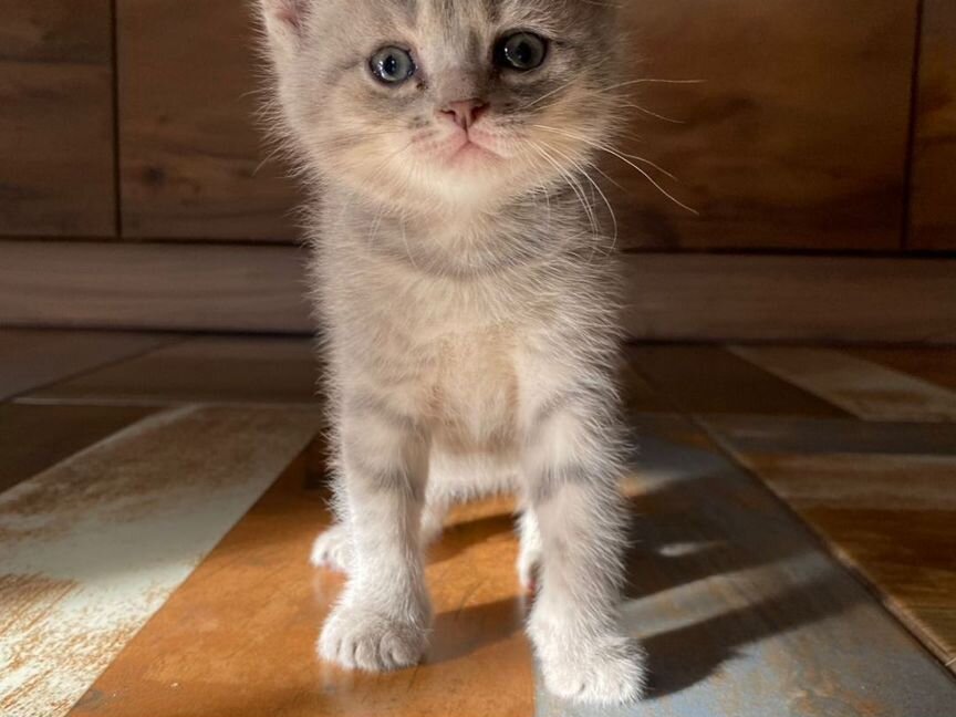 Кошки