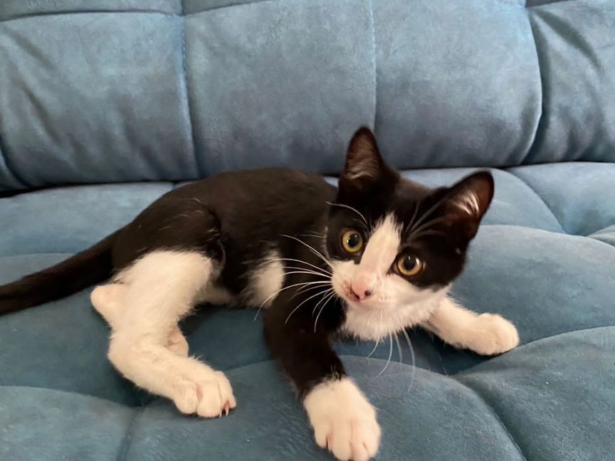 Изувеченный маленький котенок ищет дом