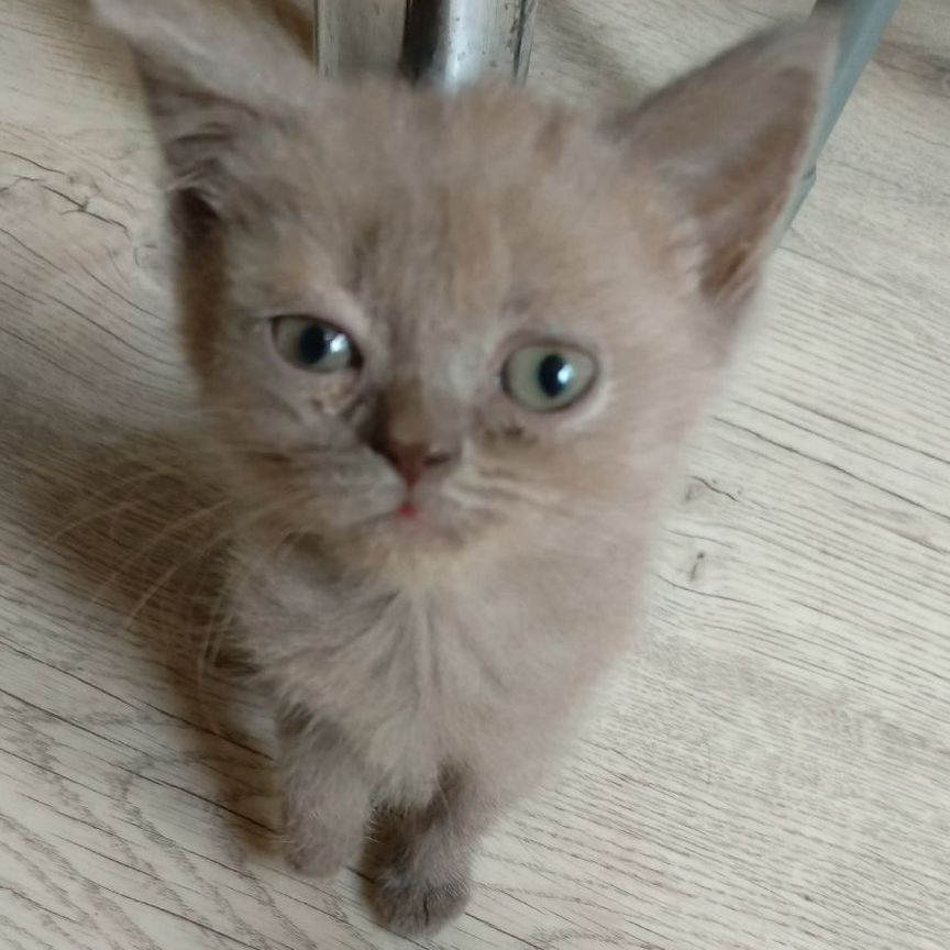 Шотландский прямоухий короткошёрстный котёнок