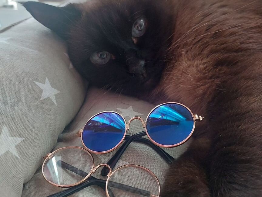 Очки для кошек