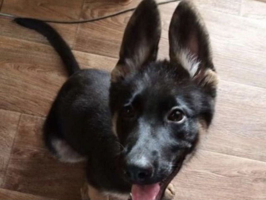 Отдам В добрые руки