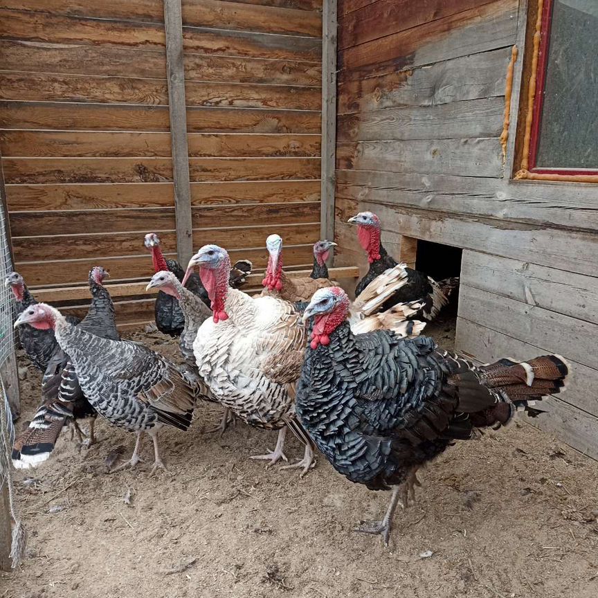 Индюки домашние