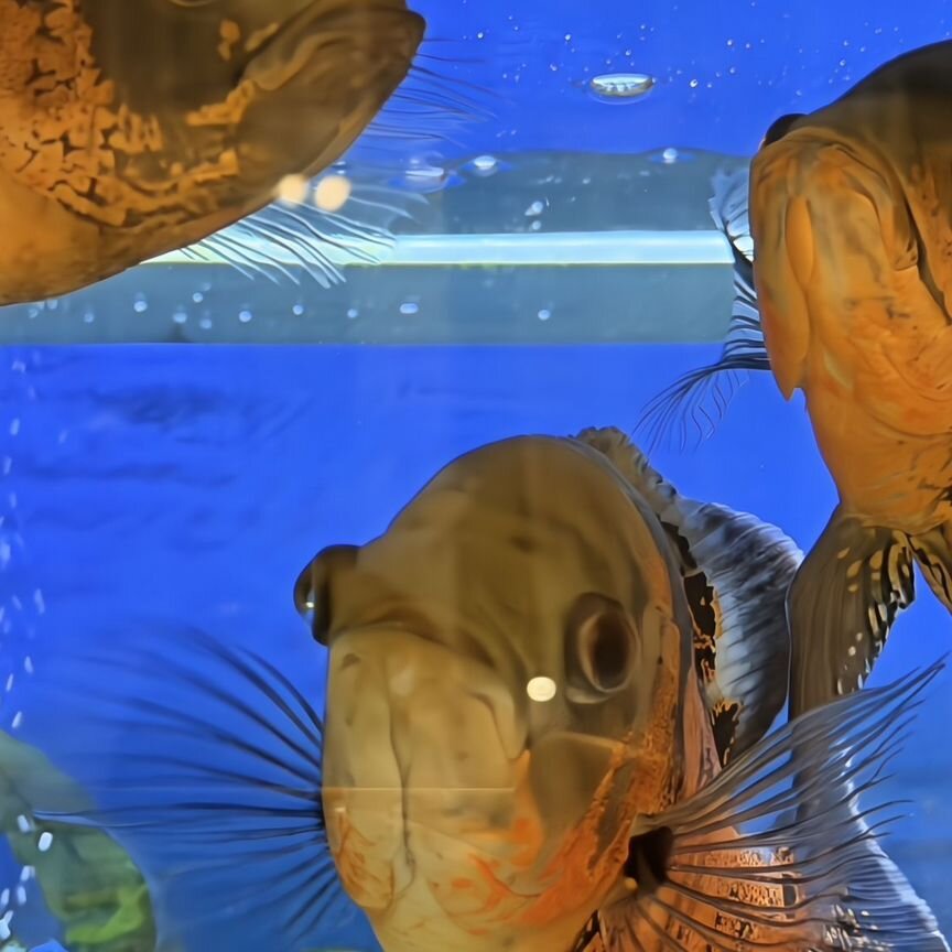 Астронотусы