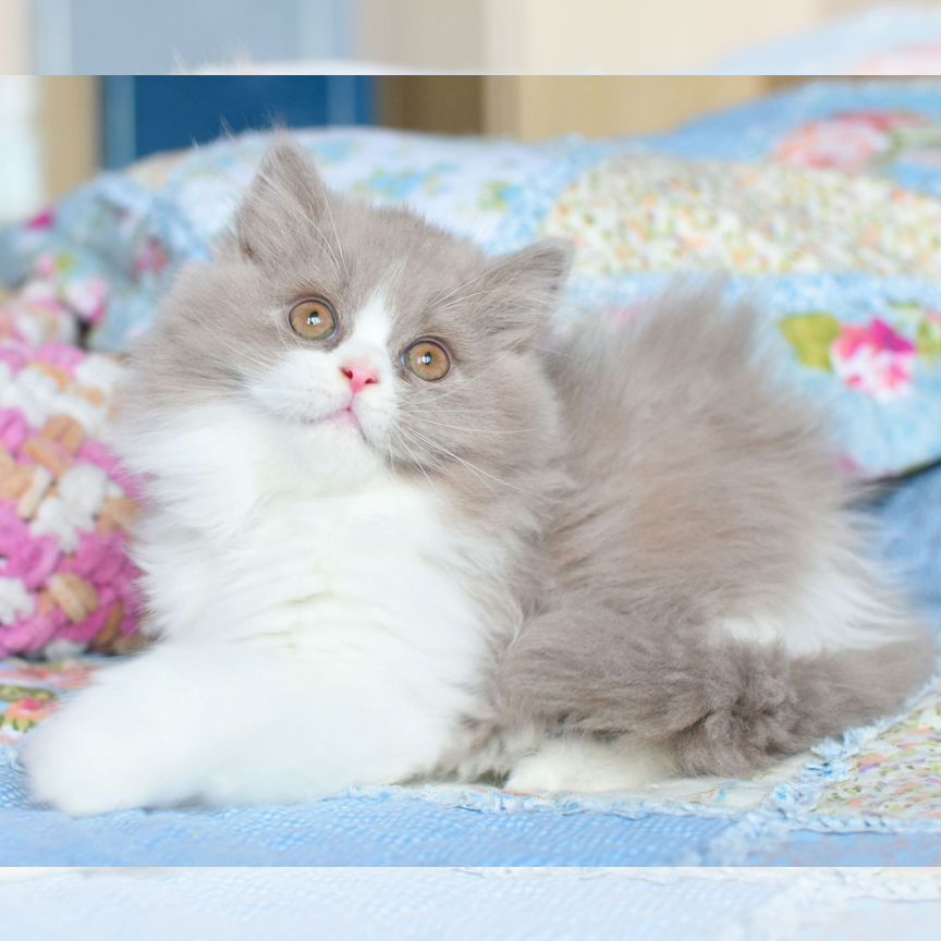 Британский длинношёрстный котёнок