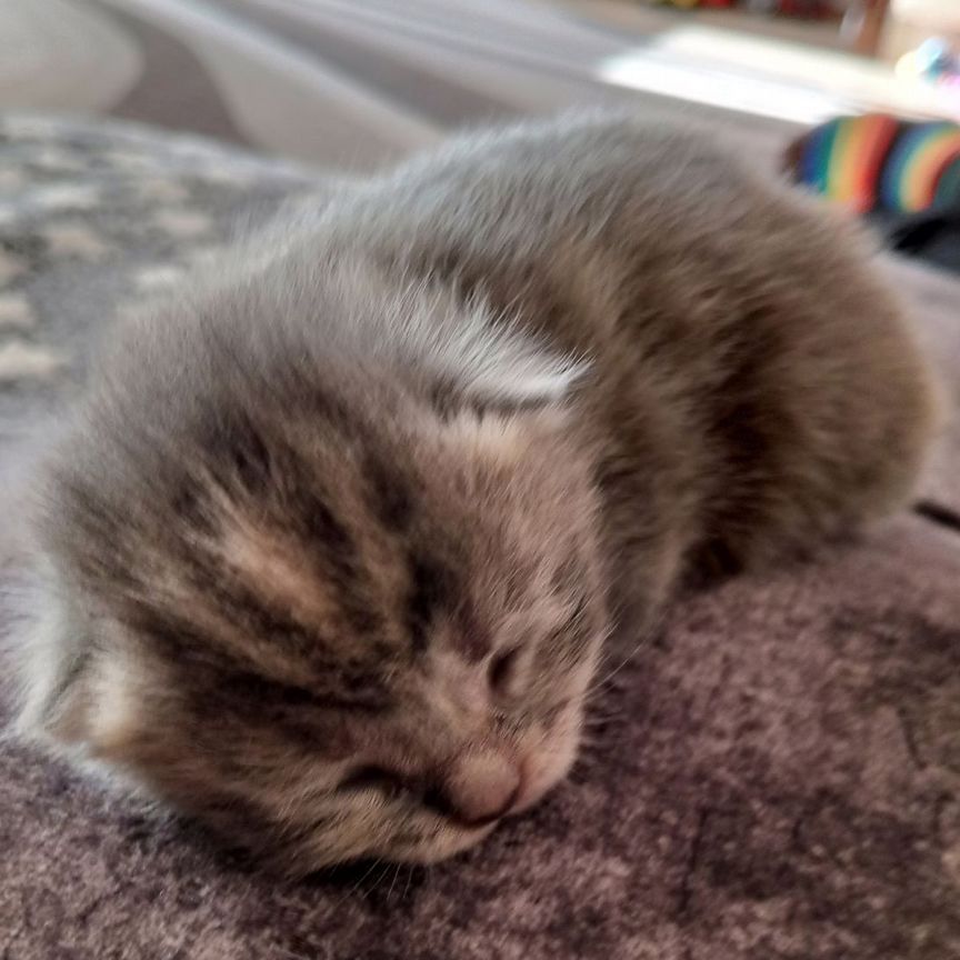 Котята мейн-кун серый