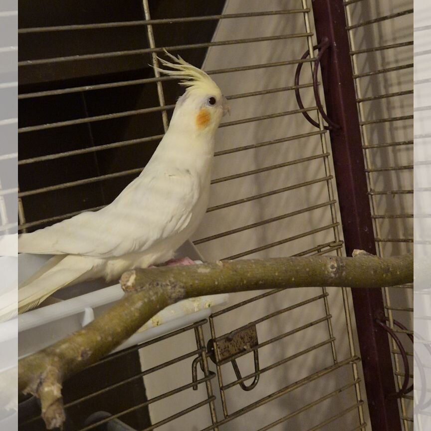 Попугай корелла красавец