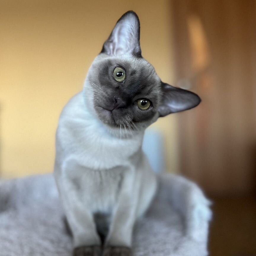 Европейский бурманский котёнок