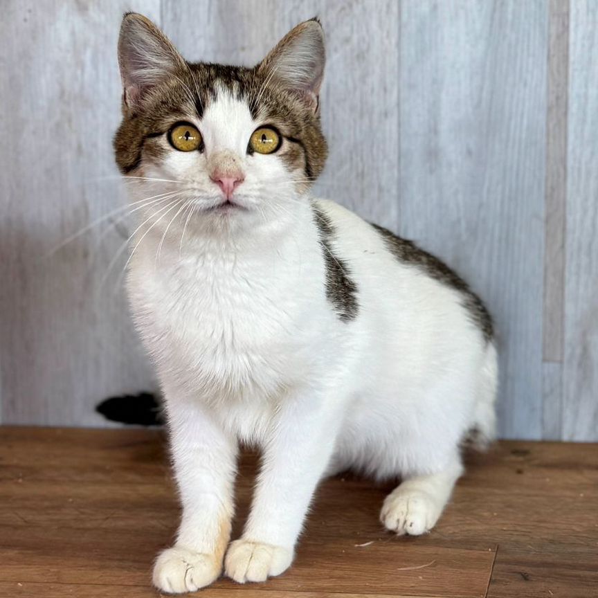 Мистер де Стул. Котик