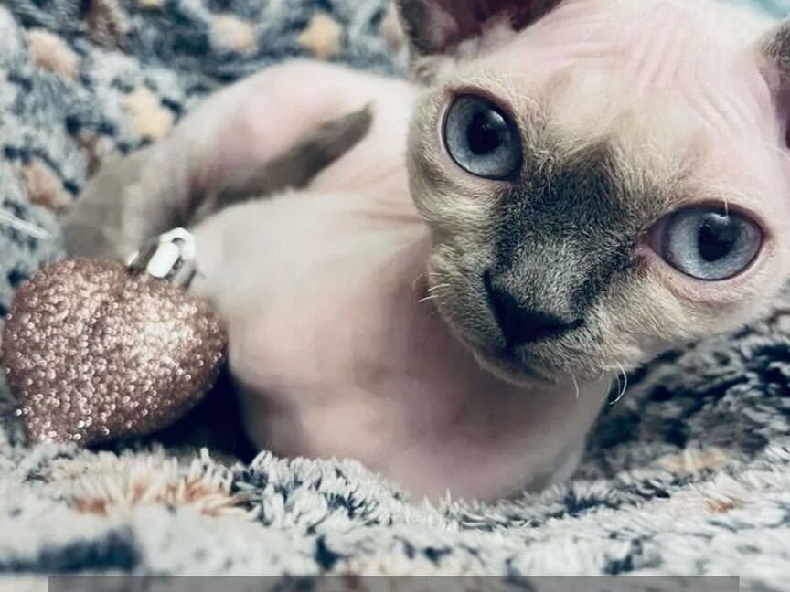 Котята девон-рекс