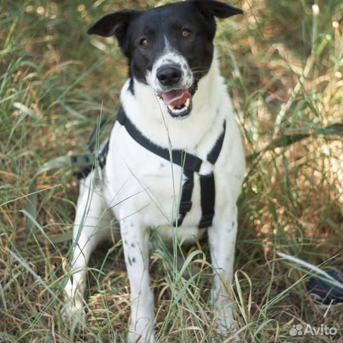 Обнимательный и ласковый пес пропадает без семьи