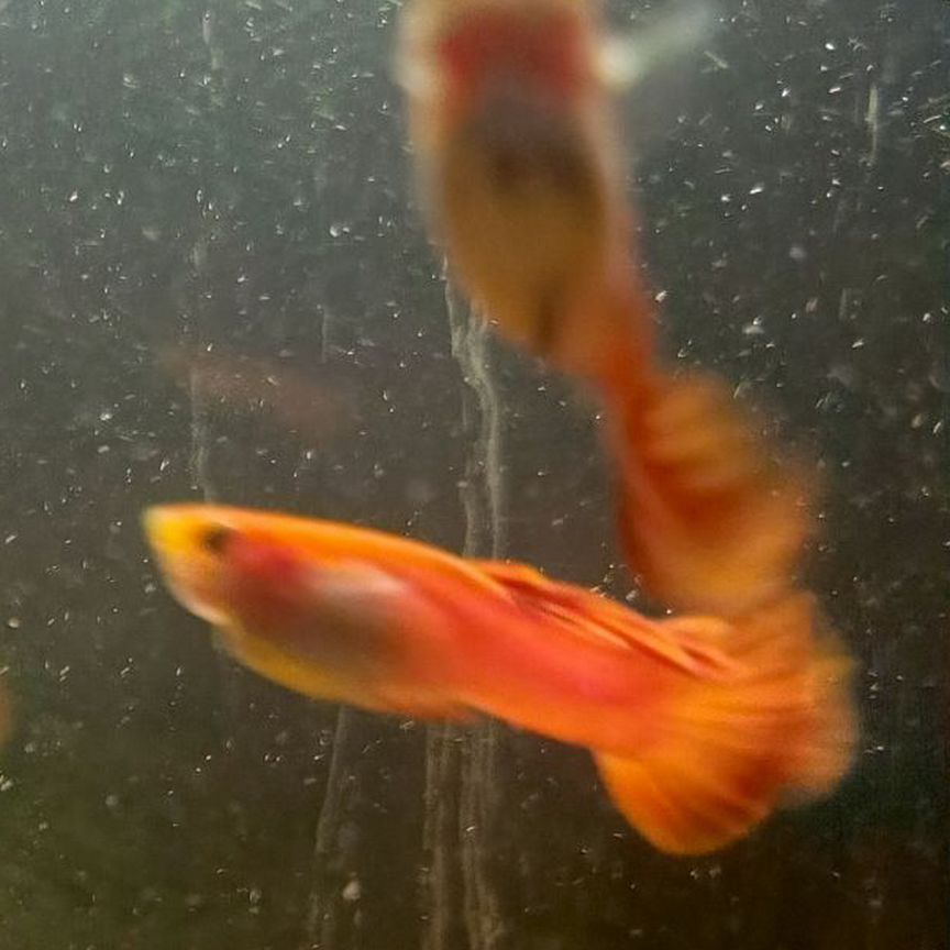 Аквариумные рыбки гуппи