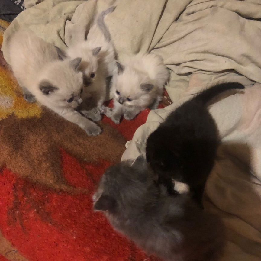 Котята в добрые руки бесплатно красноярск