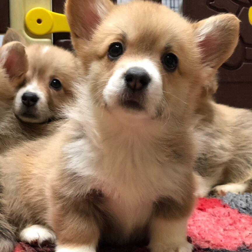 Девочка Вел ш Корги Пемброк