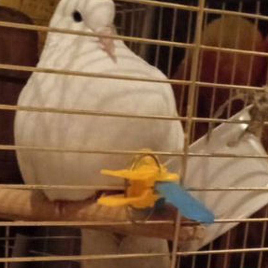 Голубь белоснежный