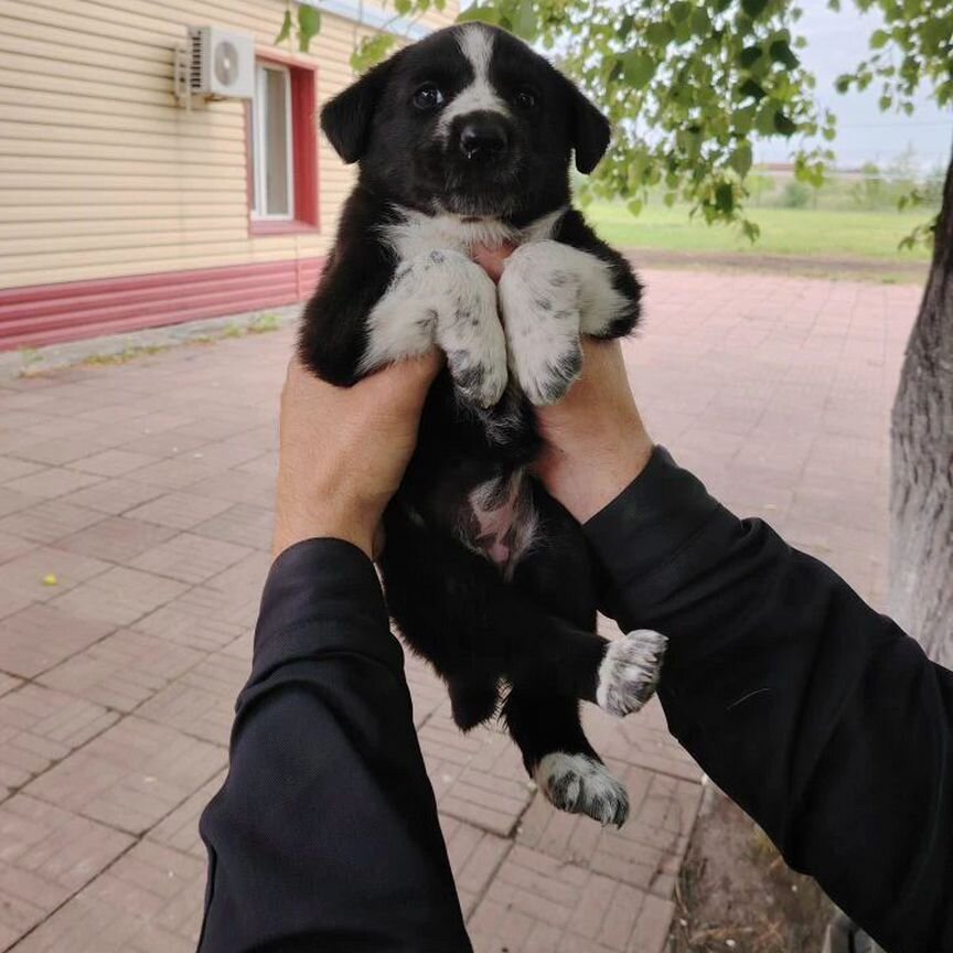 Щенок в добрые руки