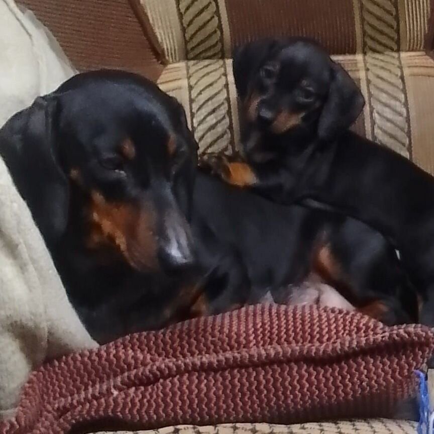 Такса, щенок