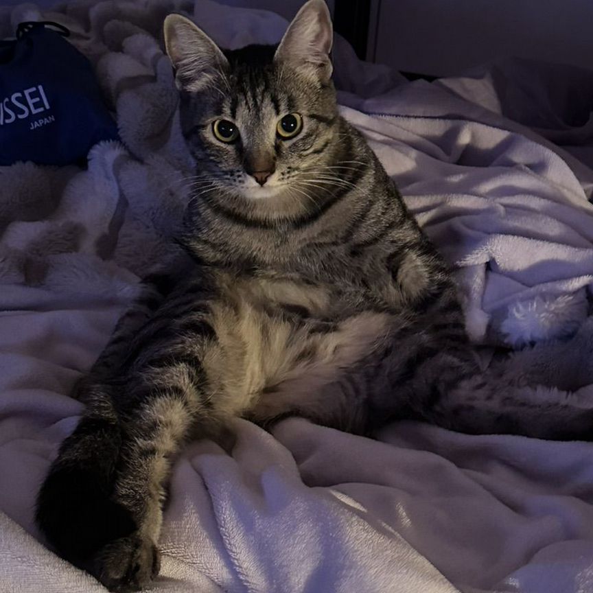 Взрослая кошка в добрые руки