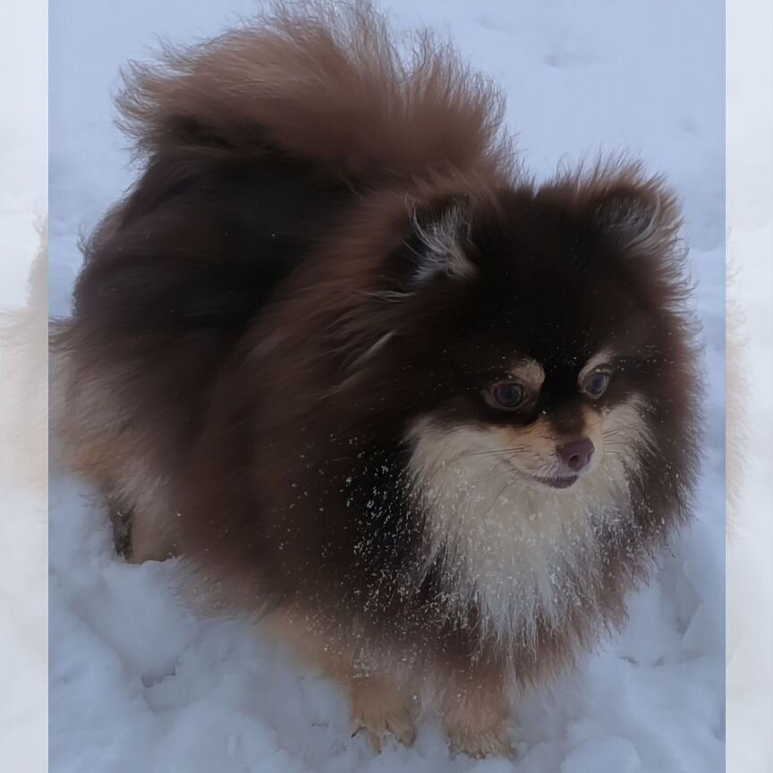 Померанский шпиц, щенок