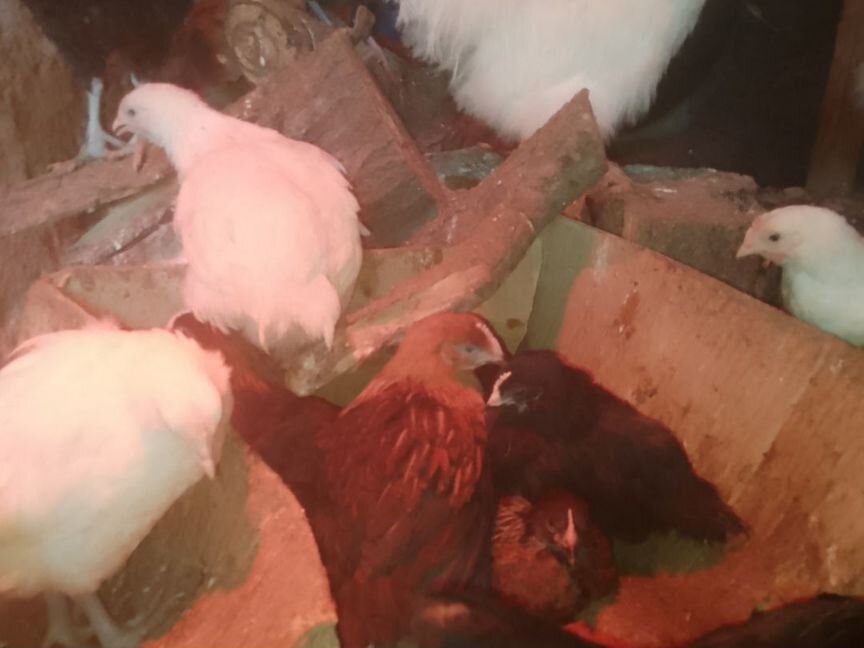 Индюки, цыплята, куры