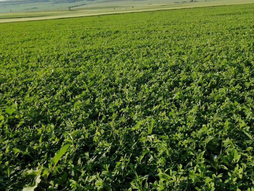 Сено эспарцет