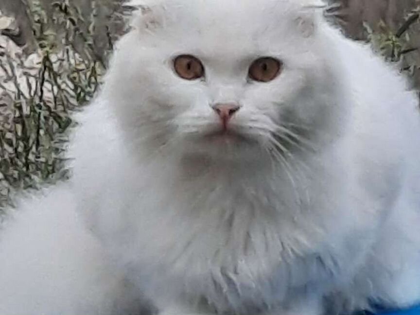 Гер Борман