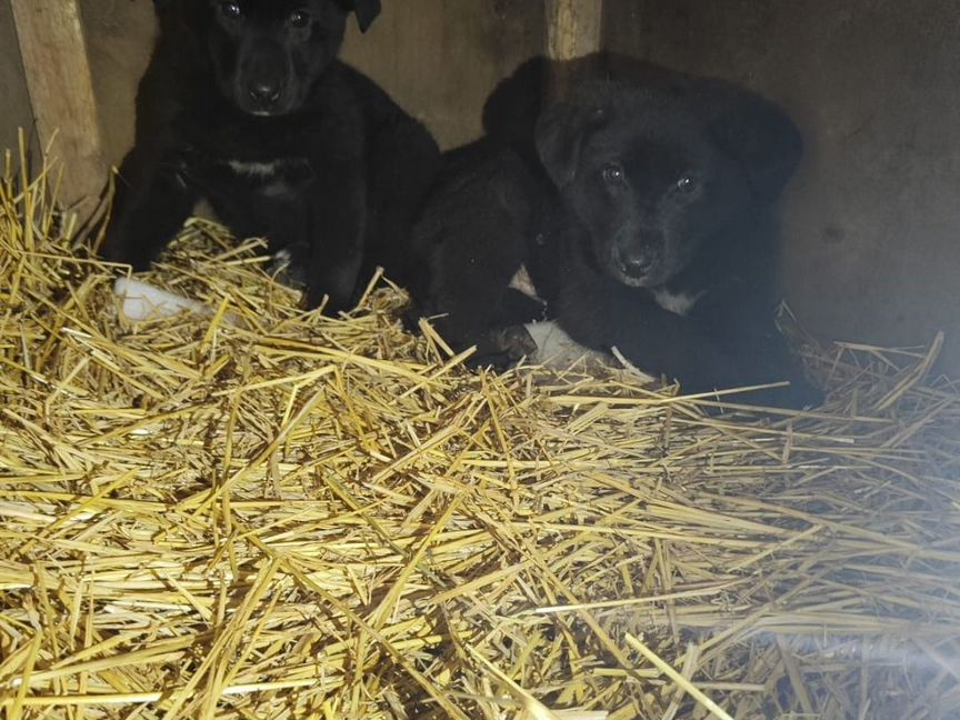 Щенки в добрые руки