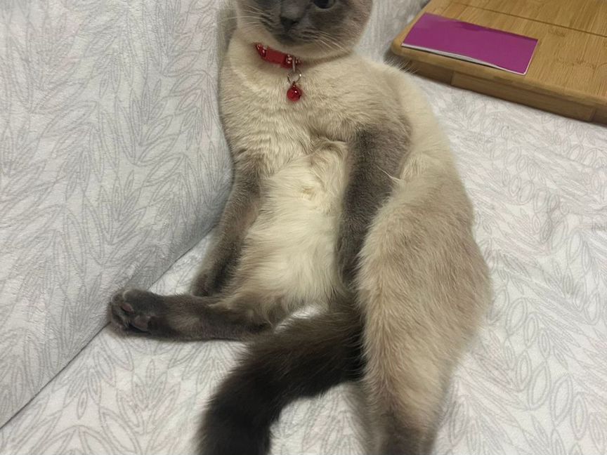 Вязка кошки бесплатно