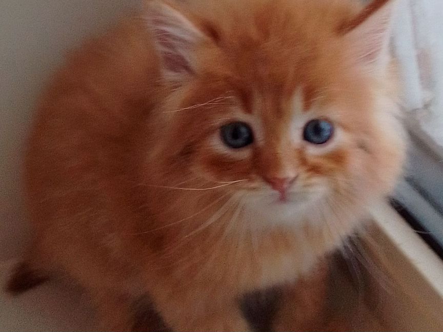 Сибирские колобочки