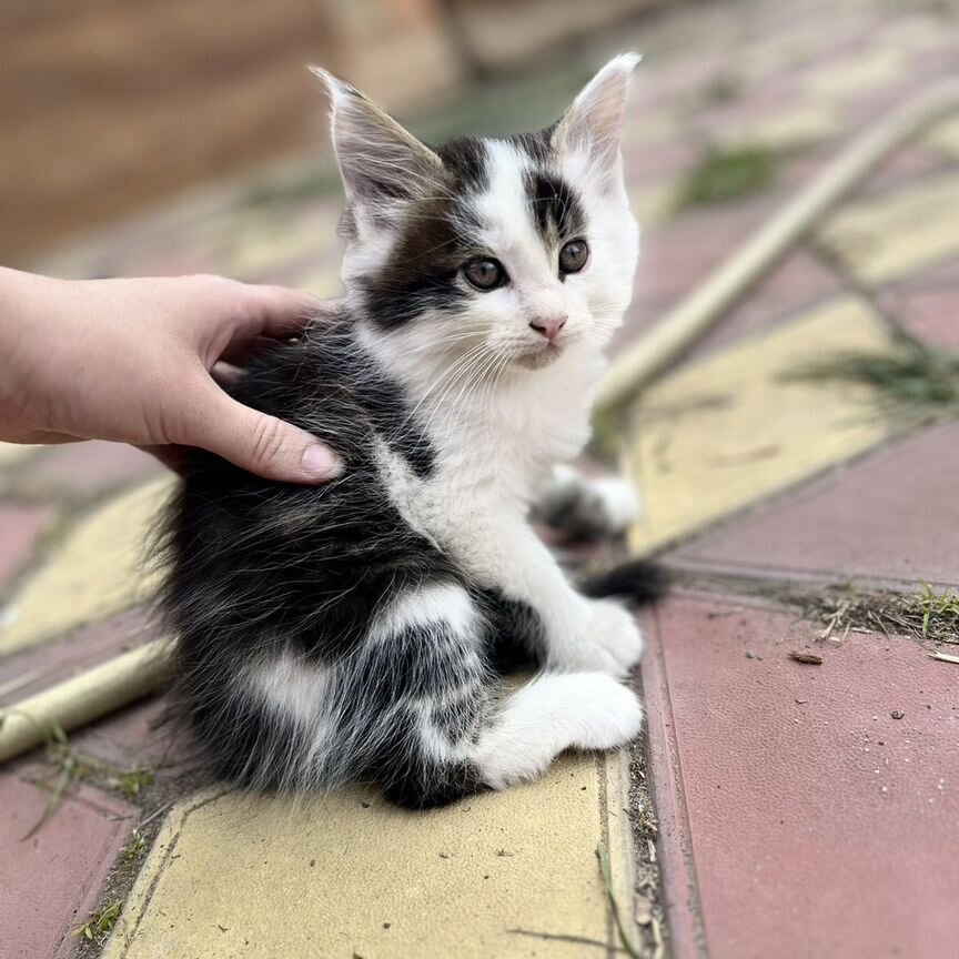 Котята мейн-кун