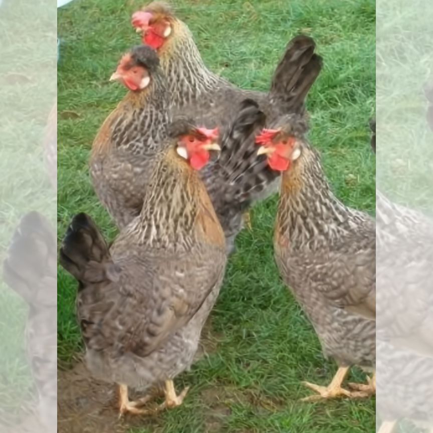 Куры несушки Легбар кремовый