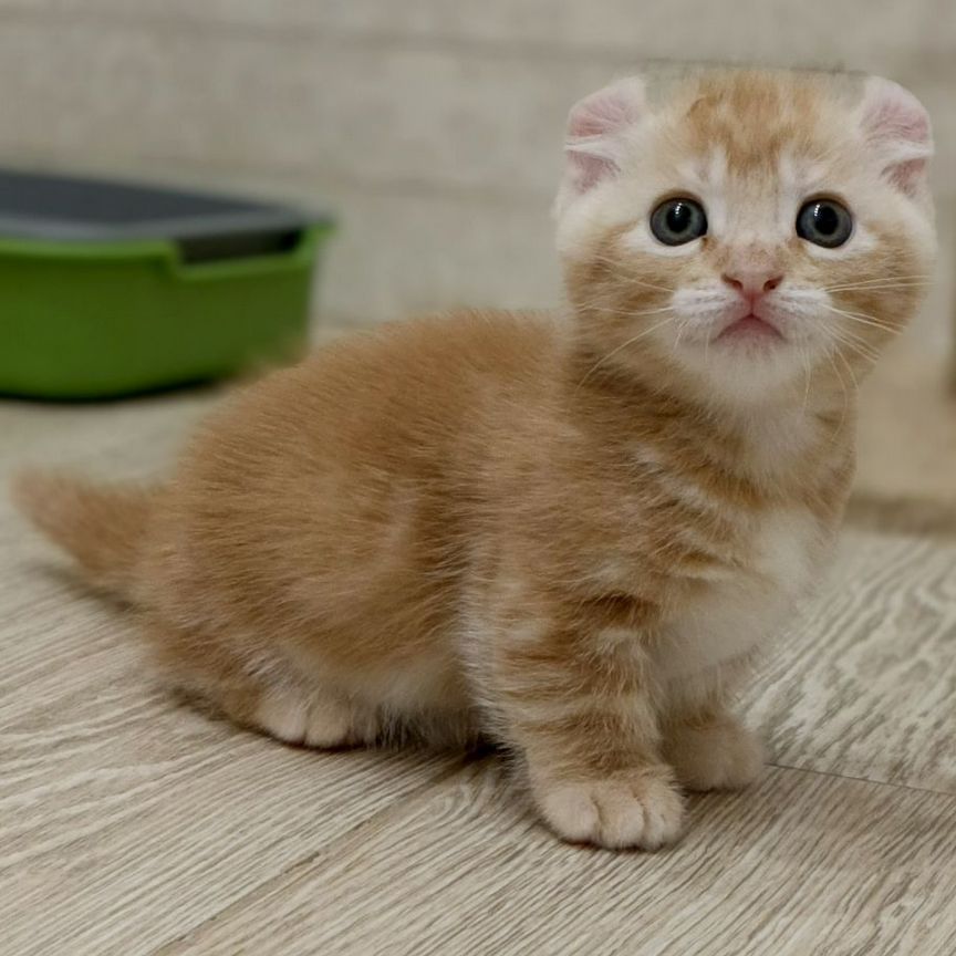 Кинкалоу котёнок