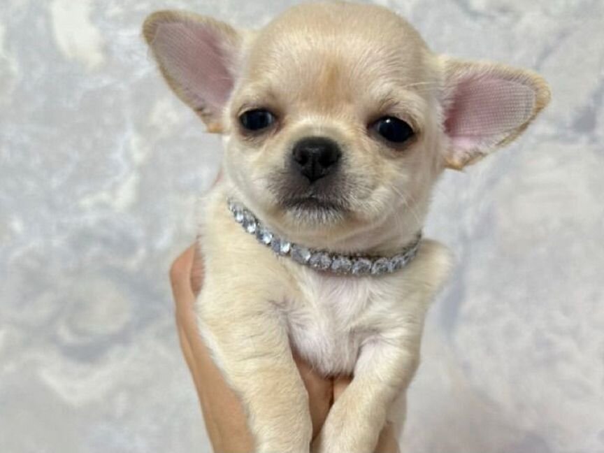 Чихуахуа кремовая девочка