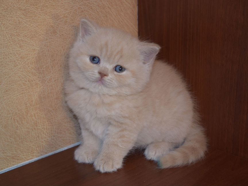 Шотландские котята