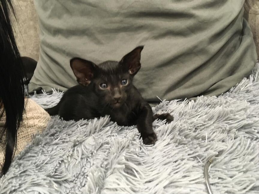 Ориентальные котята