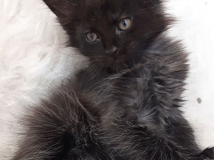 Котята мейн-кун