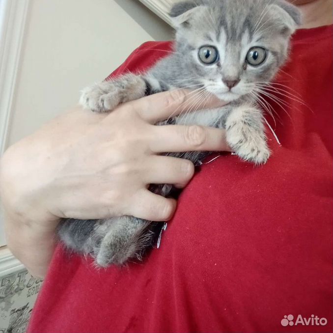 Пристраиваются два красивых котенка