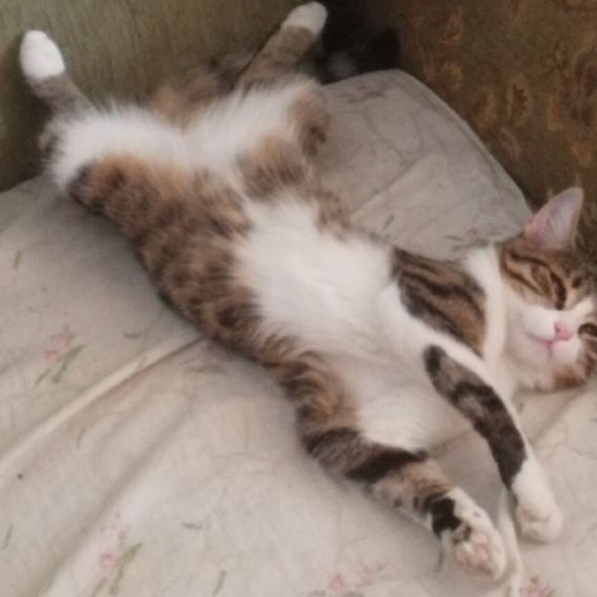 Кошечка