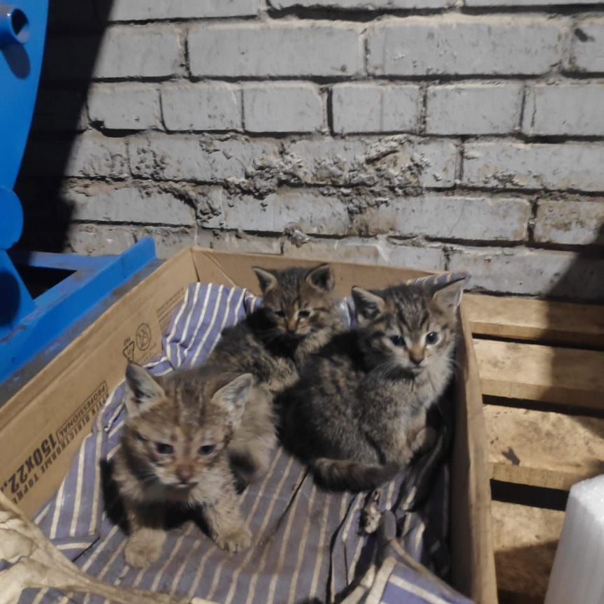 Безнадёжные котята