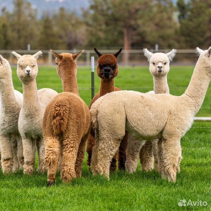 Альпаки и ламы